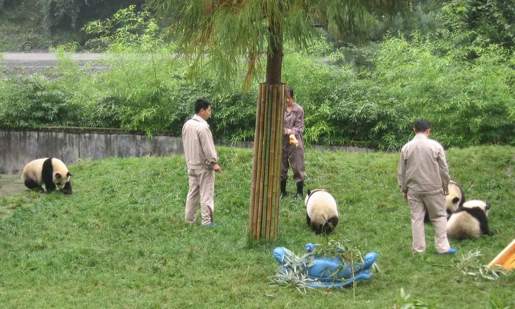 Earthquake update #3: Pandas - The Atlantic