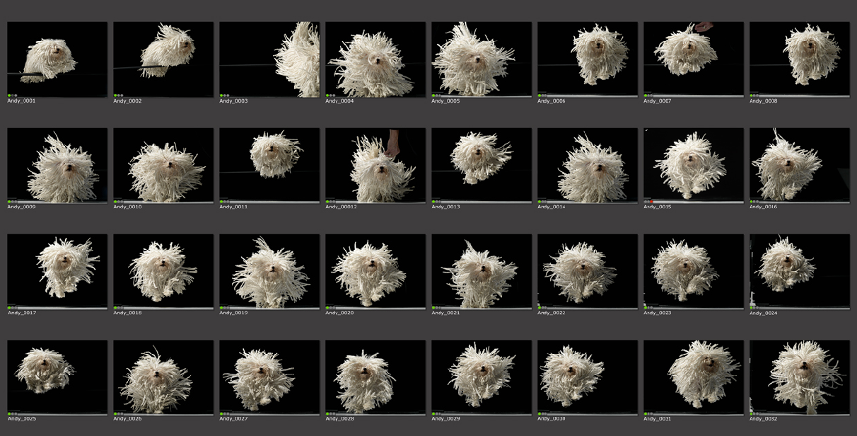 From Fowl to Zebras: Animals as You've Never Seen Them Before - The ...