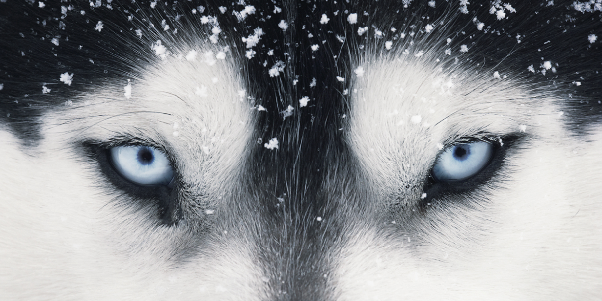 From Fowl to Zebras: Animals as You've Never Seen Them Before - The ...