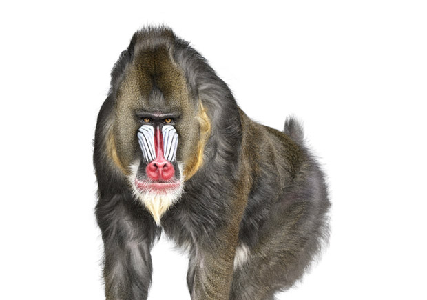 From Fowl to Zebras: Animals as You've Never Seen Them Before - The ...