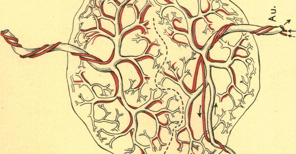 The Amazing Placenta - The Atlantic