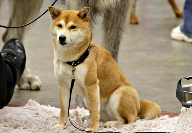 Olympic Glamour, Doge Grammar: The Week's Best Pop-Culture Writing ...