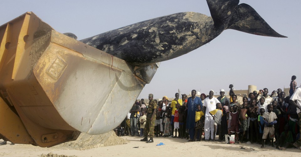 A Brief History of Exploding Whales - The Atlantic