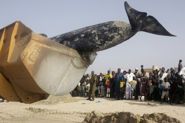 A Brief History of Exploding Whales - The Atlantic