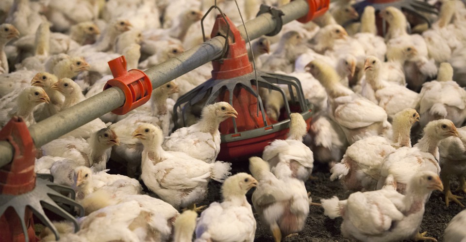 What It Takes to Produce One Ton of Chicken - The Atlantic