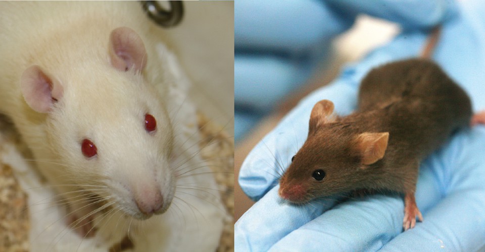 Rats Aren’t Smarter Than Mice and That Actually Matters - The Atlantic