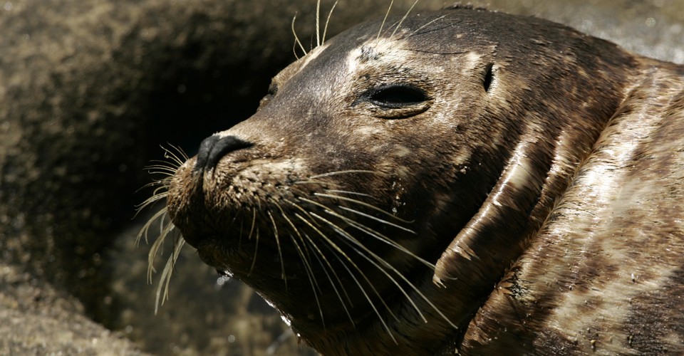 Seals Use Their Whiskers to See and Hear - The Atlantic