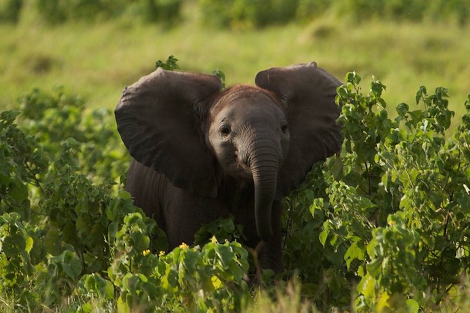 David Attenborough's 'Planet Earth' Will Return to the BBC This Year ...