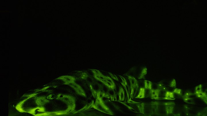 Scientists Have Developed Shark Vision - The Atlantic