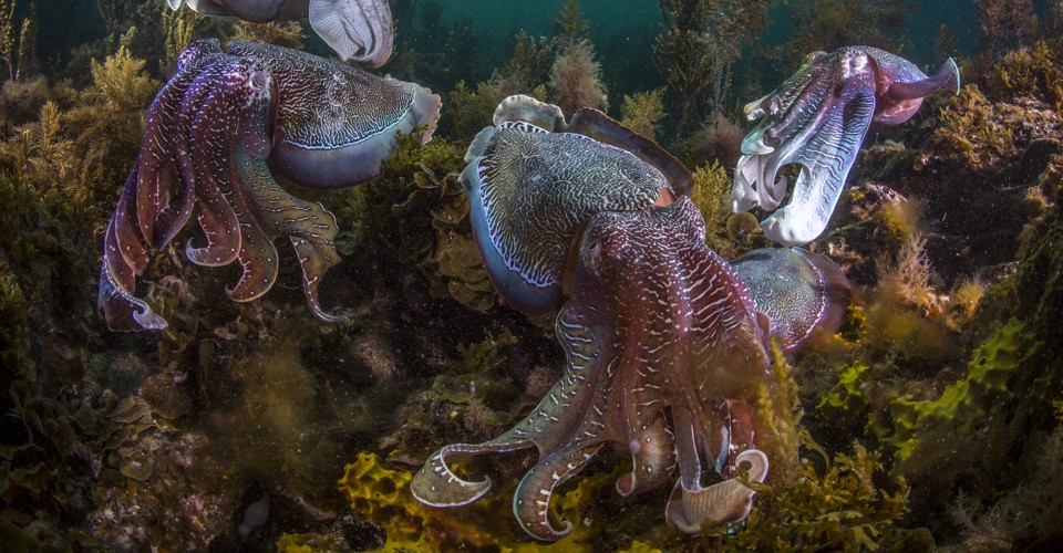 Release the Kraken: Squid, Octopus, and Cuttlefish On the Rise - The ...