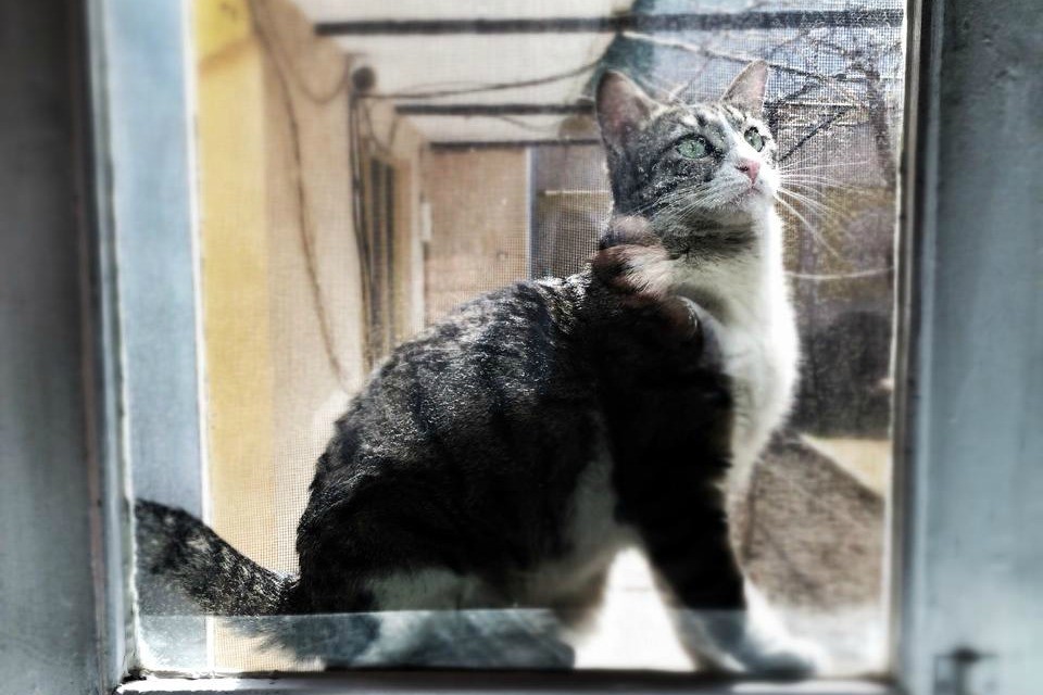 In Memoriam: NPR's David Gilkey and the Kitty From Kabul - The Atlantic