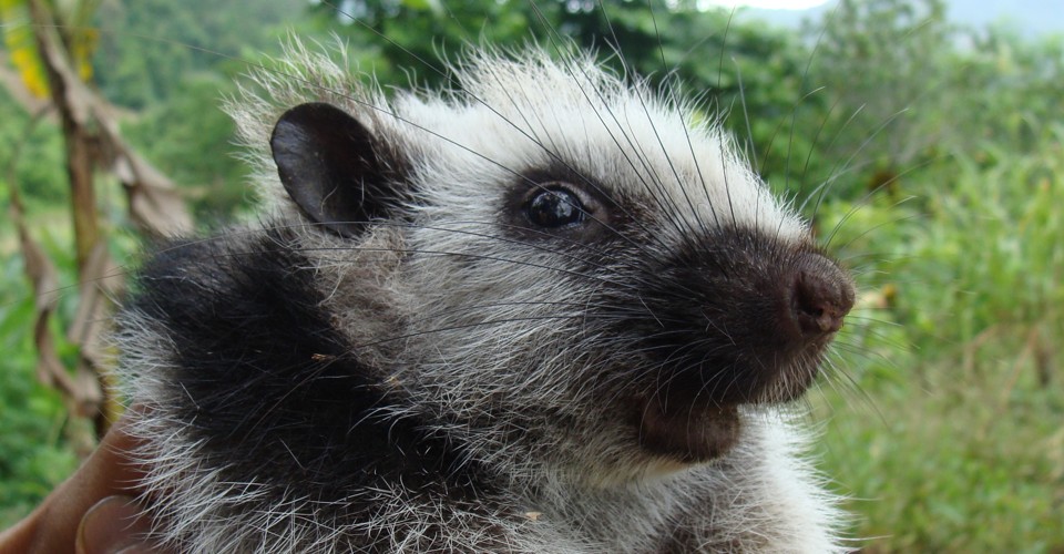 Mountains Are Home to More Species Than Scientists Ever Imagined - The ...