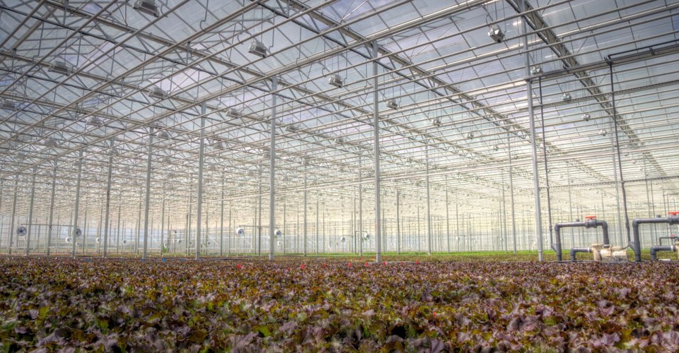 Back From Afghanistan, and Straight to the Greenhouse - The Atlantic