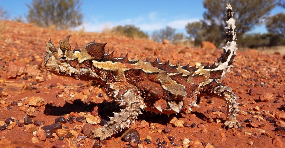 The Thorny Devil, a Desert Lizard That Drinks From Sand - The Atlantic