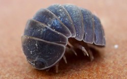 A Pet Crayfish Can Clone Itself, and It's Spreading Around the World ...