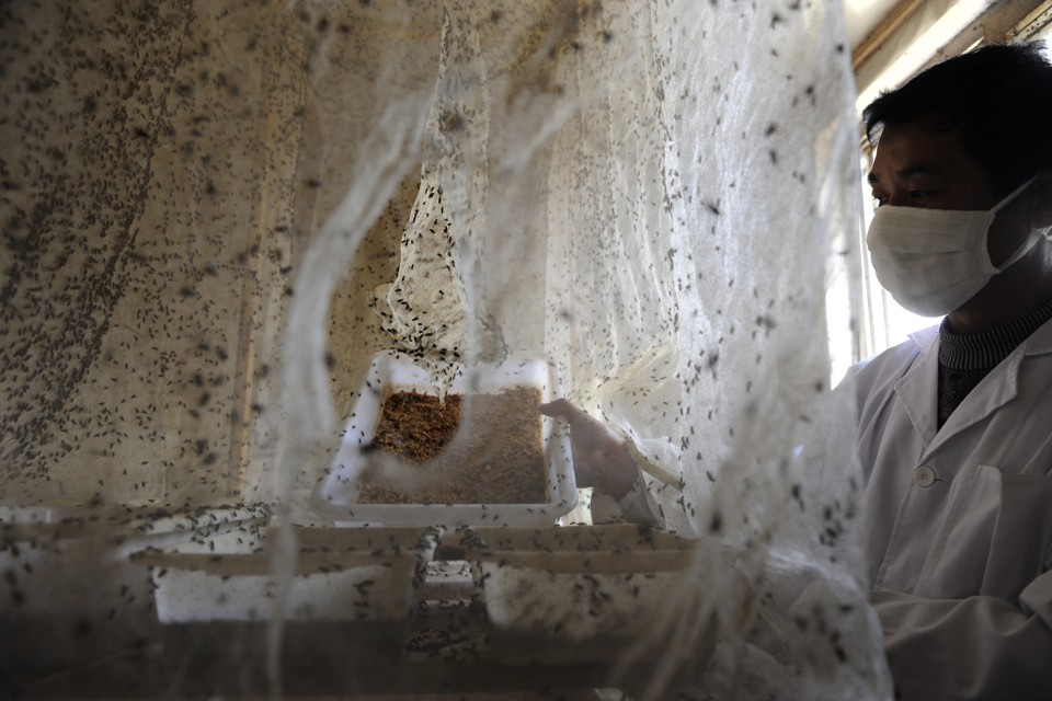 The Medical Uses of Maggots - The Atlantic