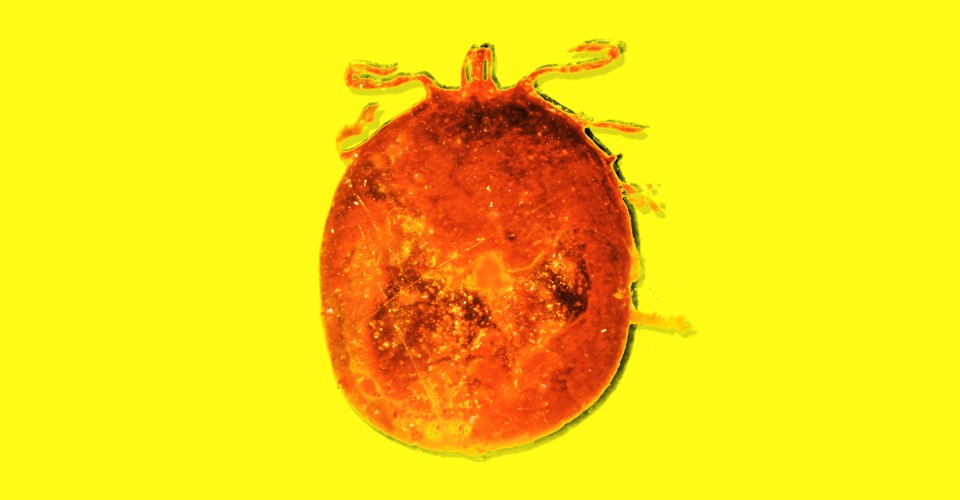 A Tick Fossilized in Amber Is Full of 20-Million-Year-Old Blood - The ...