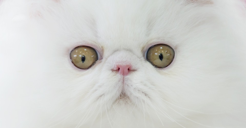 How Humans Created Cats - The Atlantic