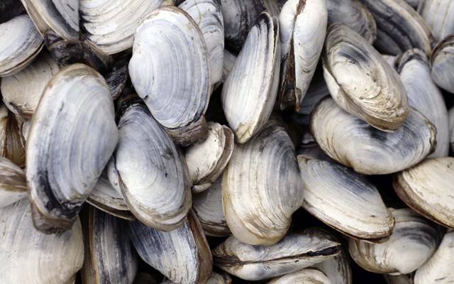 Beyoncé at Coachella Mastered the Fierceness of Crowds - The Atlantic