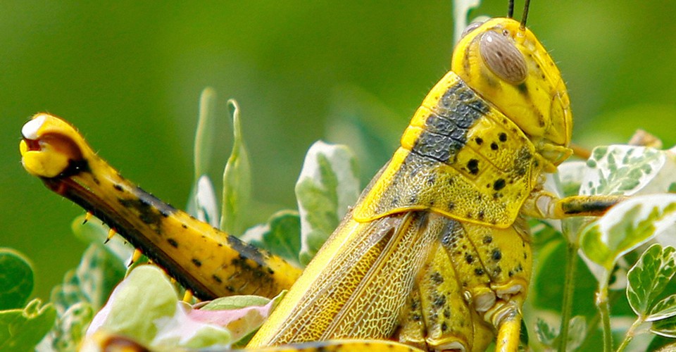 Global Warming Means Insects Will Eat More Crops - The Atlantic