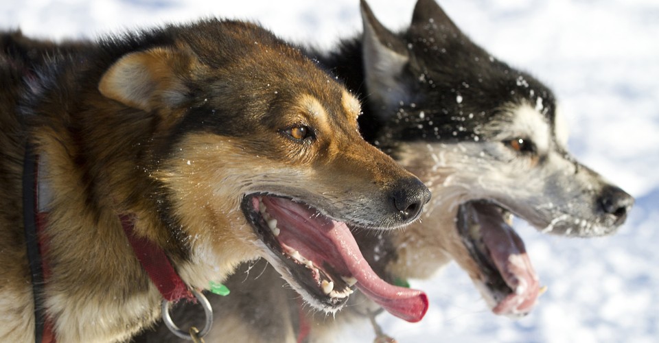 Ritual Sacrifice and the Domestication of Dogs - The Atlantic