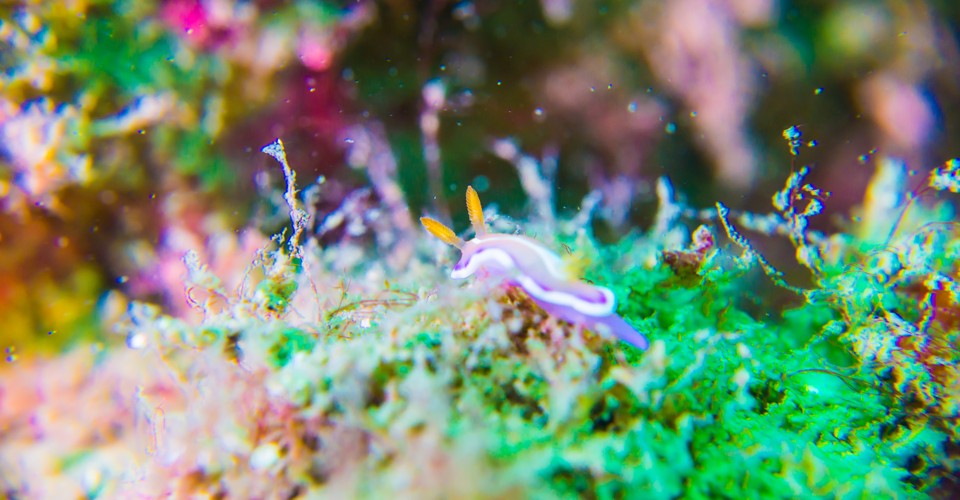 The Ocean Cleanup Project Could Destroy the Neuston - The Atlantic