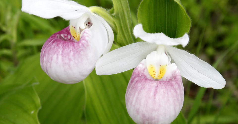 Mary Oliver Poems: “Moccasin Flowers” - The Atlantic