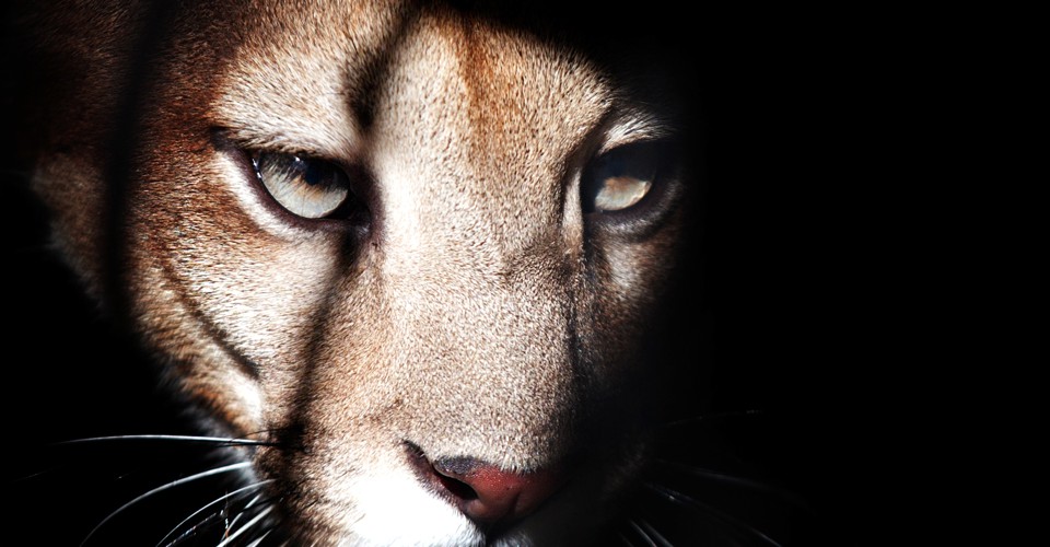 Humans Are the Scariest Predator - The Atlantic