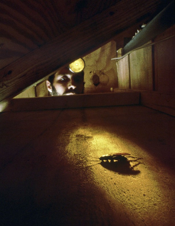 Bugged: Obama's Roach Problem - The Atlantic