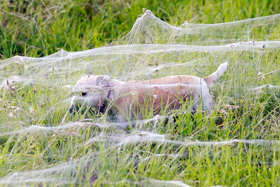 Spiders Flee Australian Flood - The Atlantic