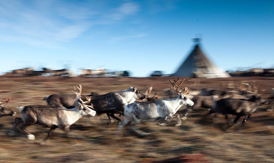 The Nenets of Siberia - The Atlantic