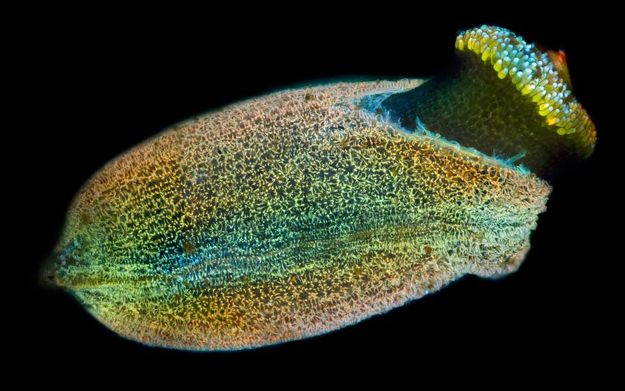 Life Under the Microscope - The Atlantic