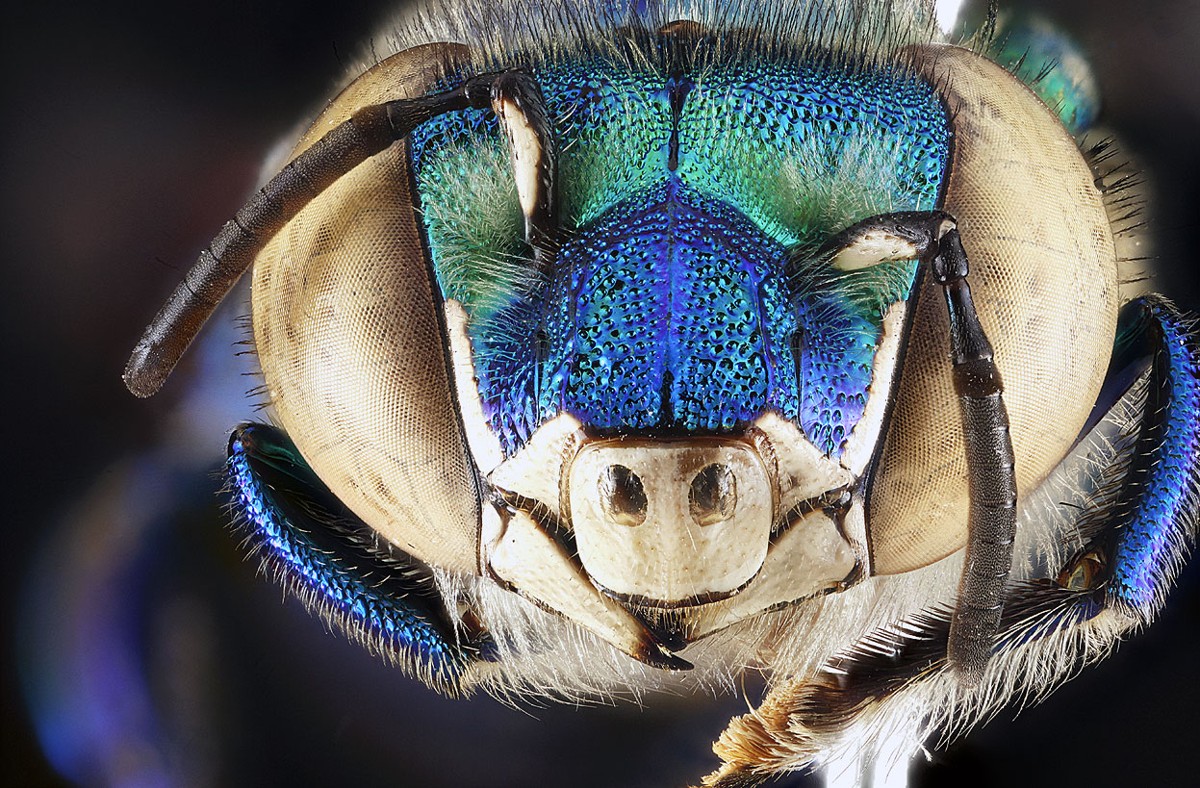A Beautiful Collection of Insects - The Atlantic