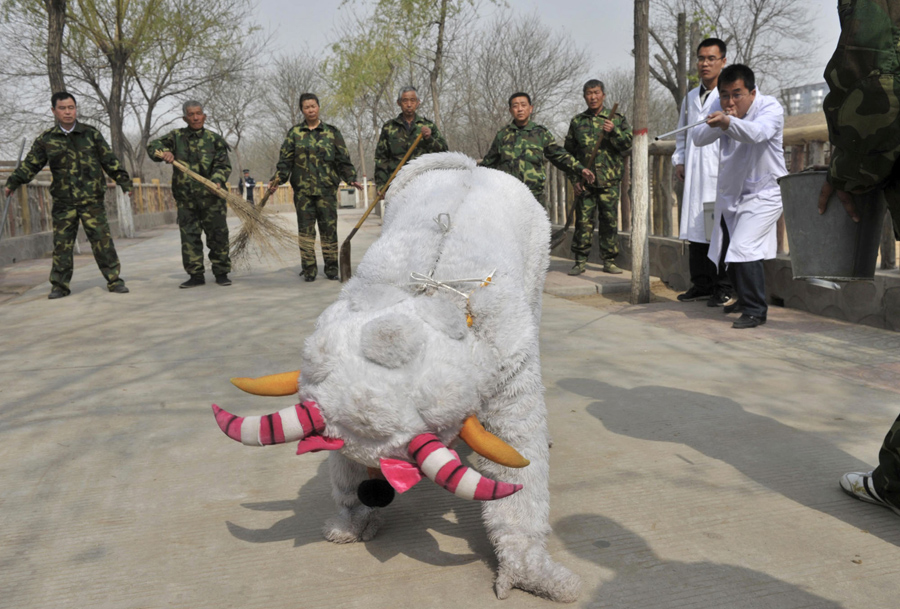 Zoo Security Drills: When Animals Escape - The Atlantic