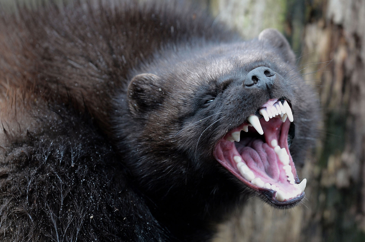 Wolverine (Gulo gulo); Frederick Florin [1500 x 998] : r/AnimalPorn