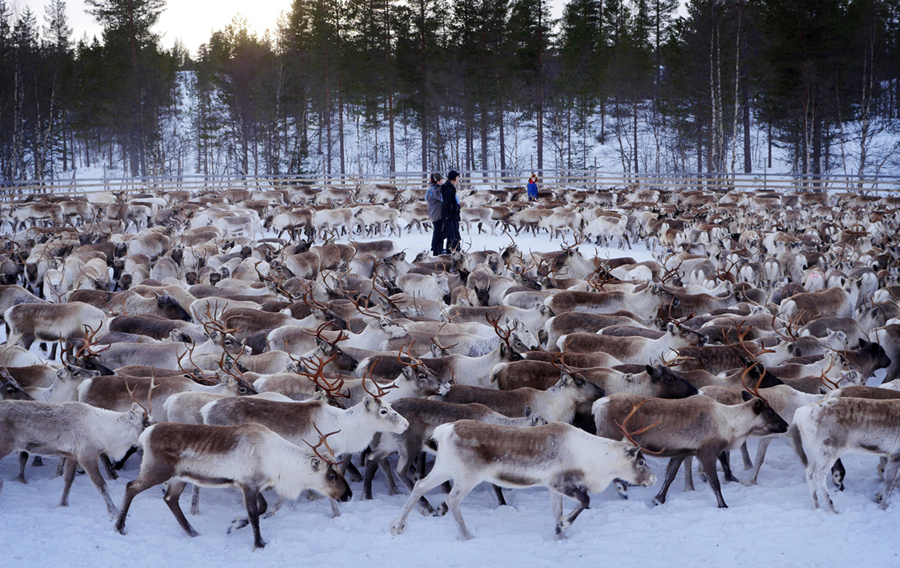 Norway's Radioactive Reindeer - The Atlantic