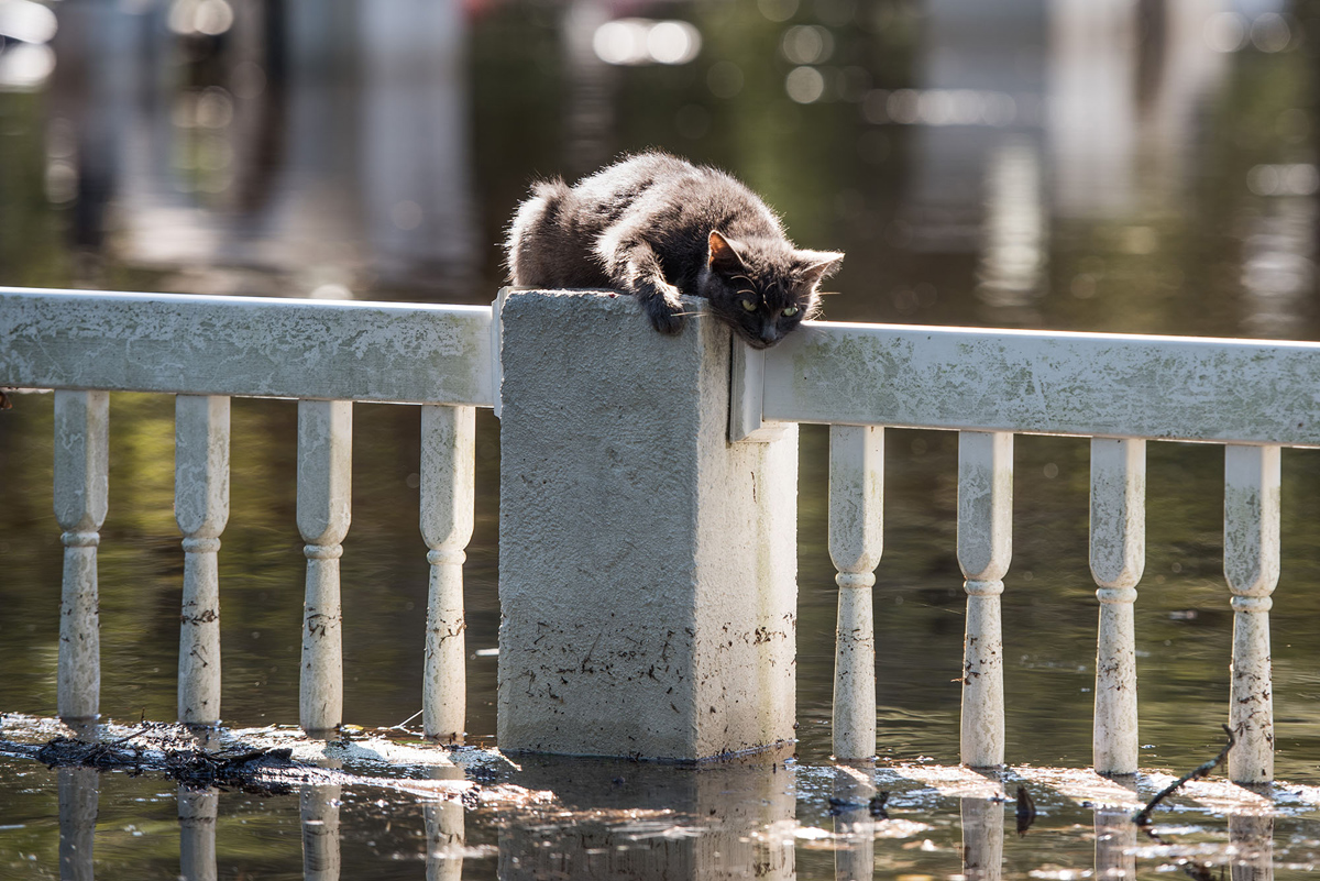 A cat is stranded on a fence due to floodwaters from the Lumber River ...