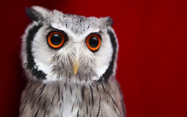 6 Animals That Can See or Glow in Ultraviolet Light - The Atlantic