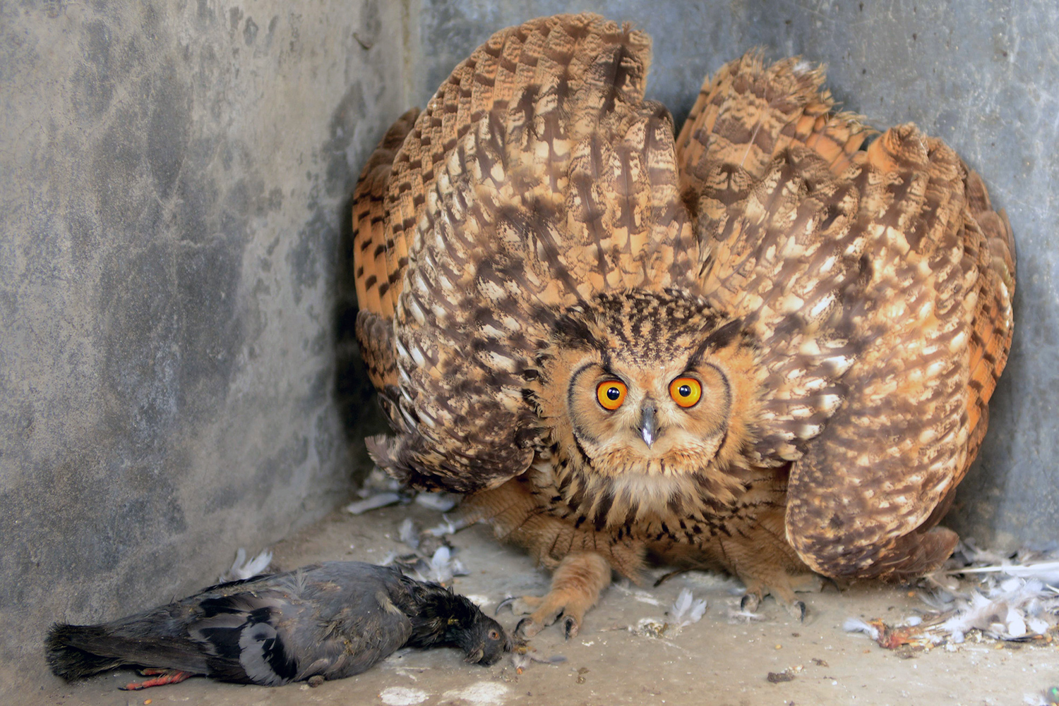 Eurasian eagle-owl (Bubo bubo) displays its fierce puff! : r/Superbowl