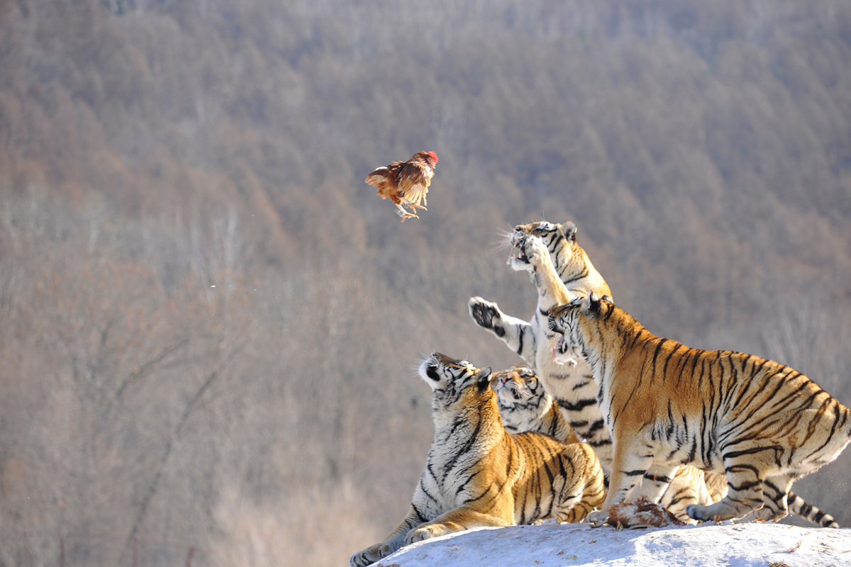 Siberian tigers leap toward a chicken thrown to them at a Siberian ...