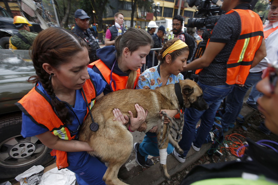 Rescue Dogs At Work After Mexico's Earthquakes - The Atlantic