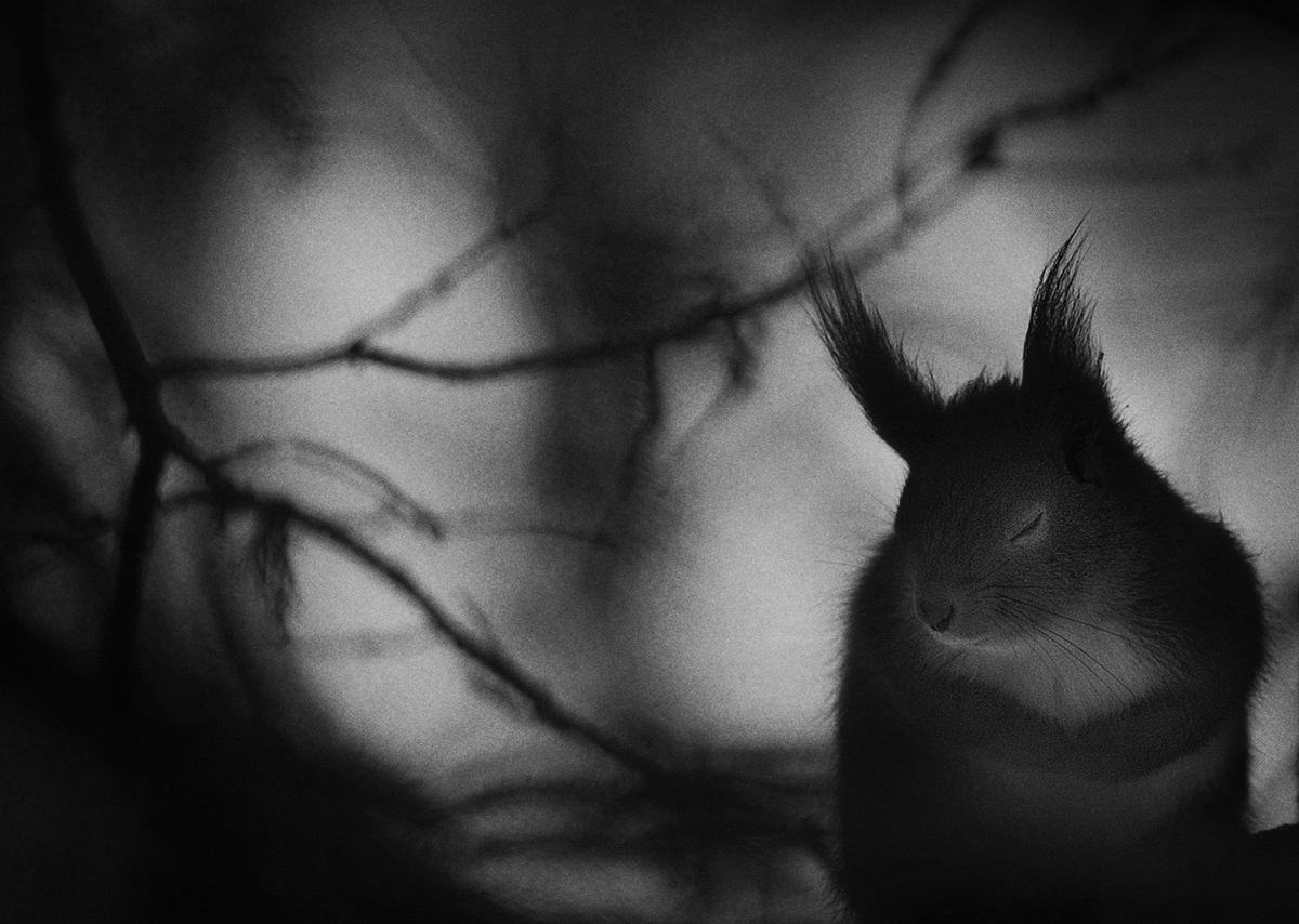 Wildlife Photographer Of The Year 2017 13 Photos In Focus Bloglovin Wildlife Photographer Of The Year 2017 13 Photos In Focus Bloglovin