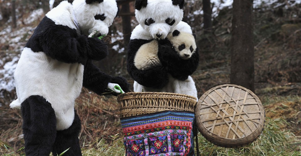 The Sichuan Giant Panda Bases and Sanctuaries - The Atlantic