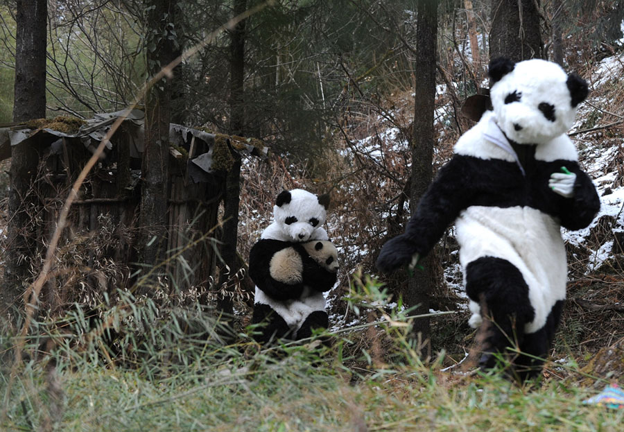 The Sichuan Giant Panda Bases and Sanctuaries - The Atlantic