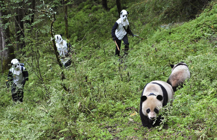 The Sichuan Giant Panda Bases and Sanctuaries - The Atlantic