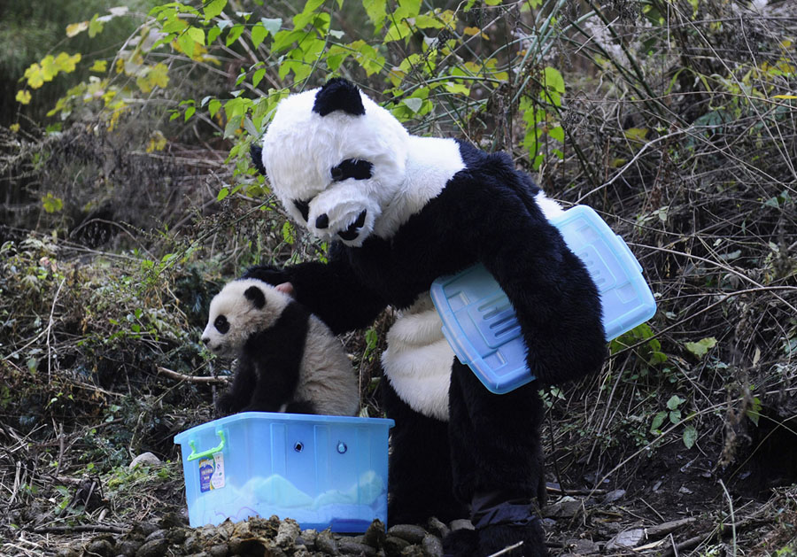 The Sichuan Giant Panda Bases and Sanctuaries - The Atlantic
