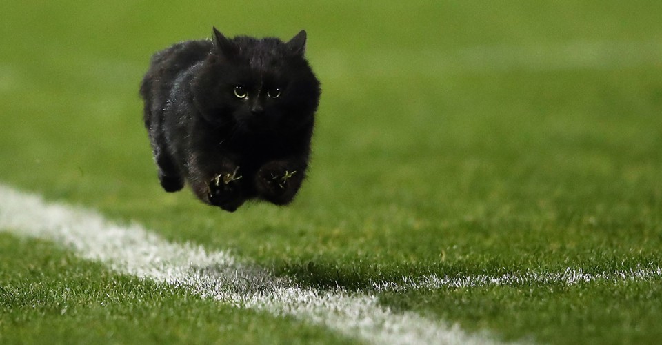 Animals on the Playing Field - The Atlantic