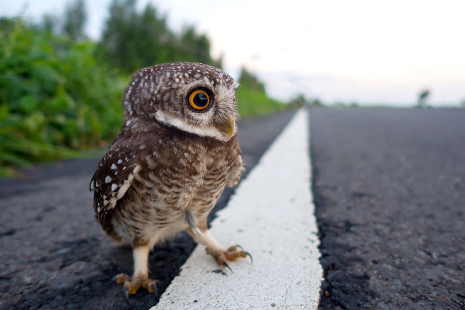 Young owl navigating a street : r/Superbowl