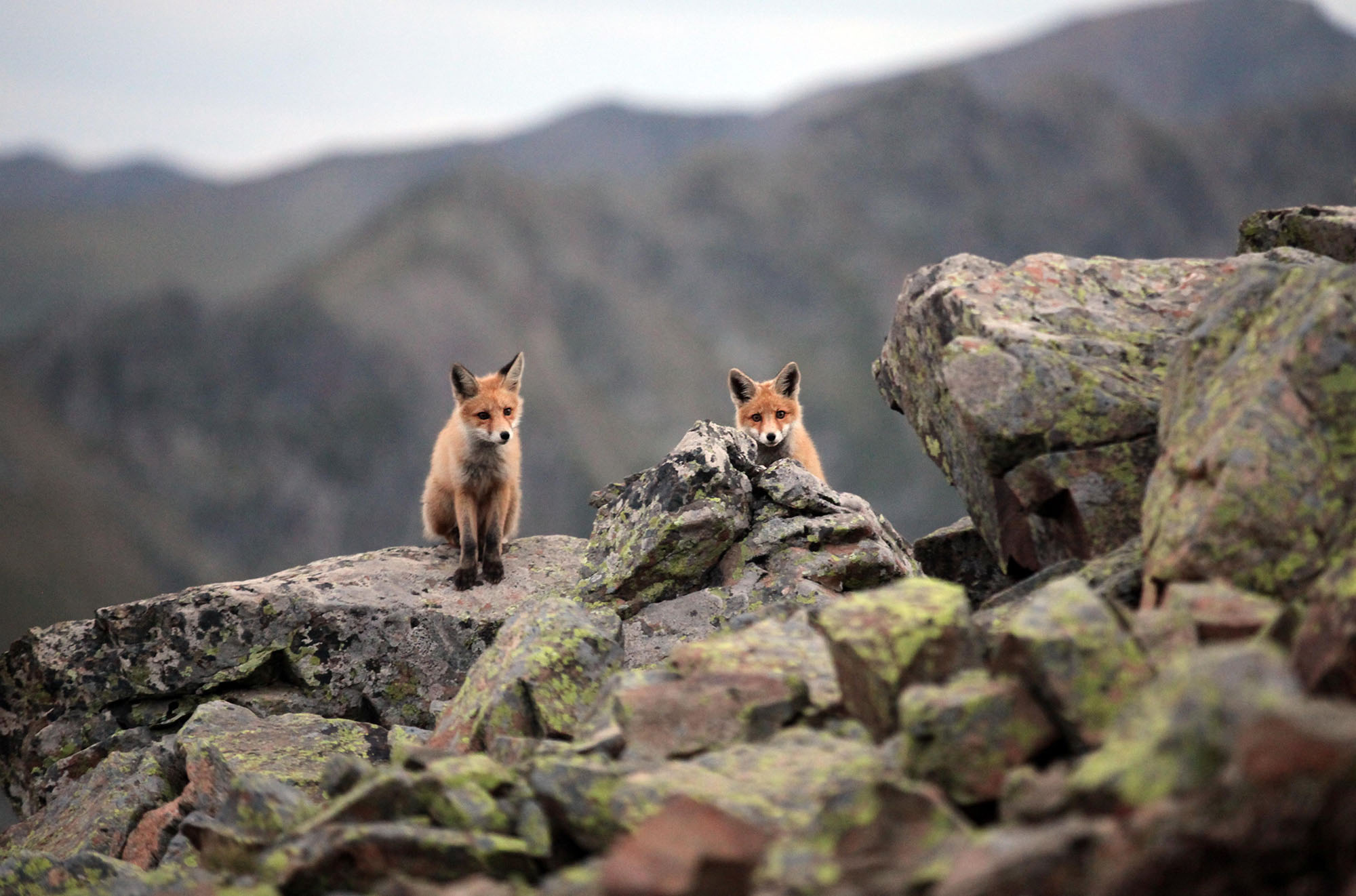 Red foxes, photographed in Kackar Mountains National Park in the ...