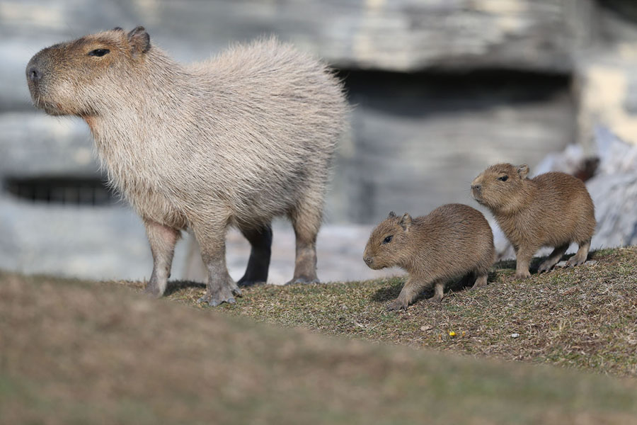 Companionable Capybaras - The Atlantic